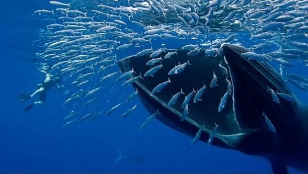 Graban a ballenas jorobadas alimentándose en BCS (VIDEO)